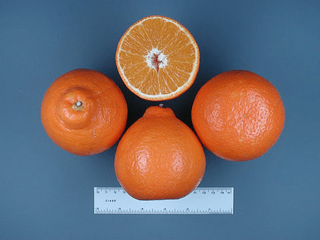 7 Intriguing Genetically Modified Fruits & Veggies - WebEcoist