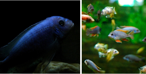 Strange Fish: 12 Unique Freshwater Aquarium Species - WebEcoist