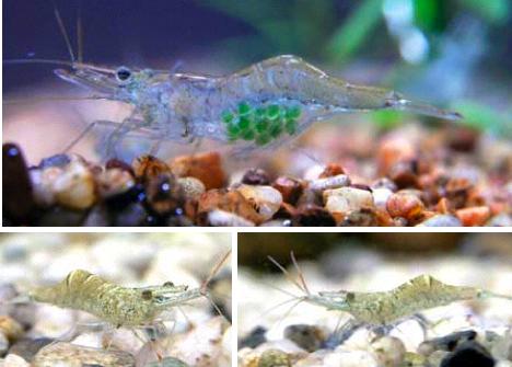 Strange Fish: 12 Unique Freshwater Aquarium Species - WebEcoist