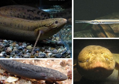 Strange Fish: 12 Unique Freshwater Aquarium Species - WebEcoist
