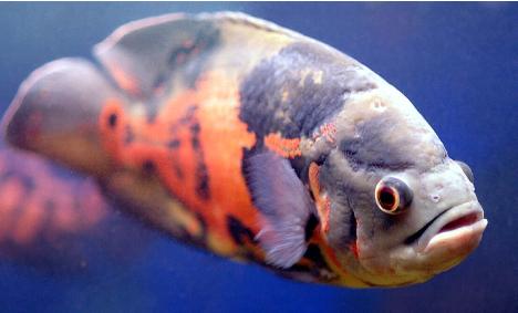 Strange Fish: 12 Unique Freshwater Aquarium Species - WebEcoist