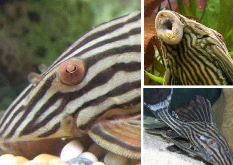 Strange Fish: 12 Unique Freshwater Aquarium Species - WebEcoist