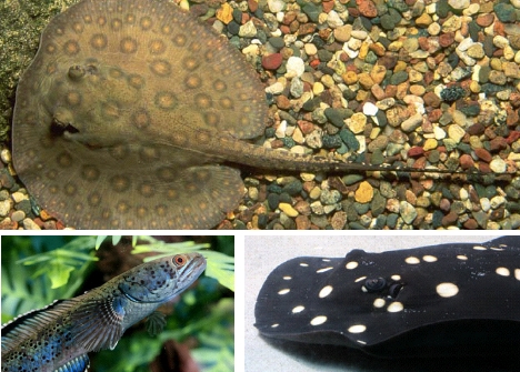 Strange Fish: 12 Unique Freshwater Aquarium Species - WebEcoist