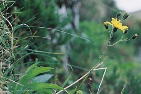 15 Rare, Exotic & Amazing Plant Species - WebEcoist