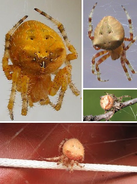 8 Smiling Spiders That Make You Feel Warm and Fuzzy - WebEcoist