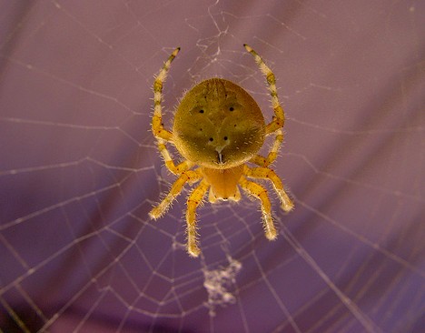 8 Smiling Spiders That Make You Feel Warm and Fuzzy - WebEcoist