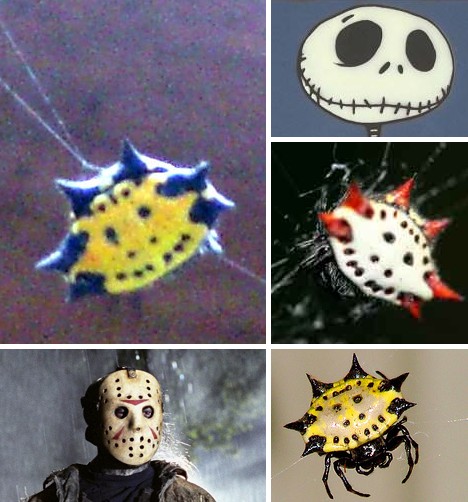 8 Smiling Spiders That Make You Feel Warm and Fuzzy - WebEcoist