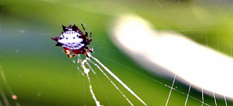 8 Smiling Spiders That Make You Feel Warm and Fuzzy - WebEcoist