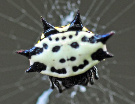 8 Smiling Spiders That Make You Feel Warm and Fuzzy - WebEcoist