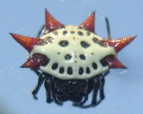 8 Smiling Spiders That Make You Feel Warm and Fuzzy - WebEcoist