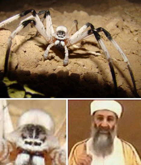 8 Smiling Spiders That Make You Feel Warm and Fuzzy - WebEcoist