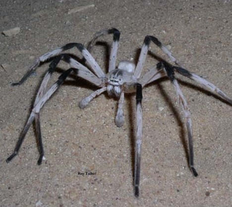 8 Smiling Spiders That Make You Feel Warm and Fuzzy - WebEcoist