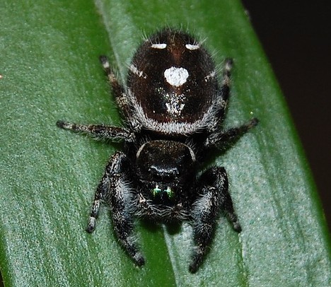 8 Smiling Spiders That Make You Feel Warm and Fuzzy - WebEcoist