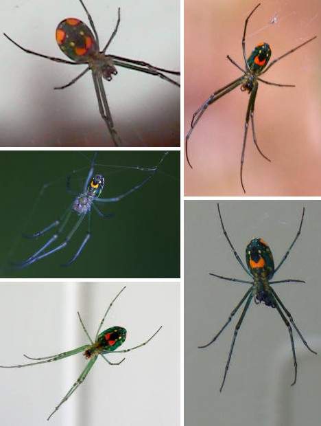 8 Smiling Spiders That Make You Feel Warm and Fuzzy - WebEcoist