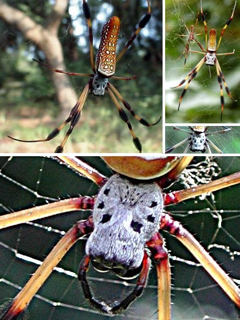 8 Smiling Spiders That Make You Feel Warm and Fuzzy - WebEcoist