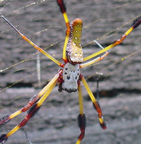 8 Smiling Spiders That Make You Feel Warm and Fuzzy - WebEcoist