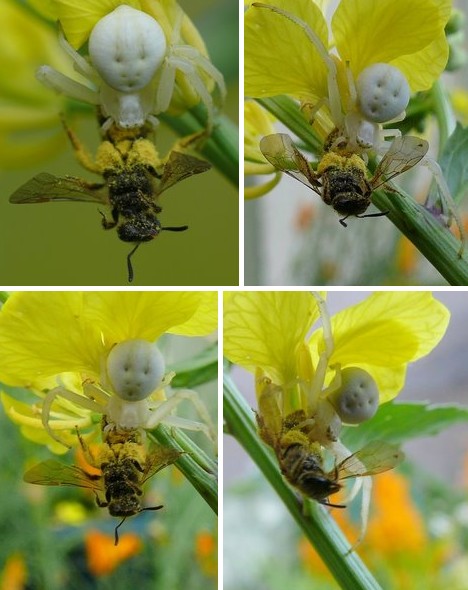 8 Smiling Spiders That Make You Feel Warm and Fuzzy - WebEcoist