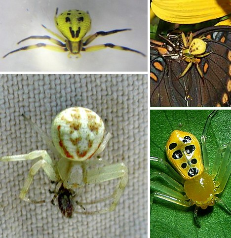 8 Smiling Spiders That Make You Feel Warm and Fuzzy - WebEcoist