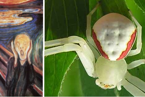 8 Smiling Spiders That Make You Feel Warm and Fuzzy - WebEcoist