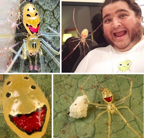 8 Smiling Spiders That Make You Feel Warm and Fuzzy - WebEcoist