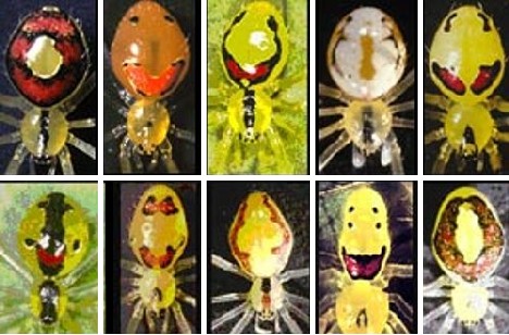 8 Smiling Spiders That Make You Feel Warm and Fuzzy - WebEcoist