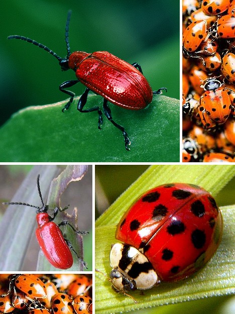 Well Red: 10 Amazing Red Animals - WebEcoist