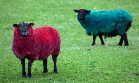 Well Red: 10 Amazing Red Animals - WebEcoist