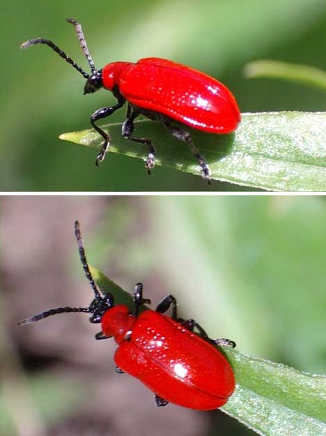 Well Red: 10 Amazing Red Animals - WebEcoist