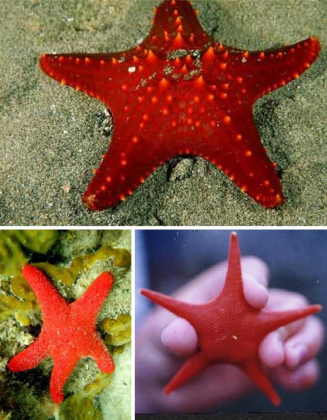 Well Red: 10 Amazing Red Animals - WebEcoist