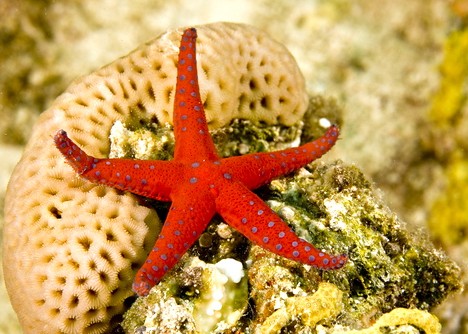 Well Red: 10 Amazing Red Animals - WebEcoist