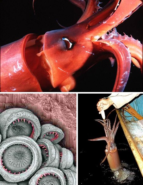 Well Red: 10 Amazing Red Animals - WebEcoist