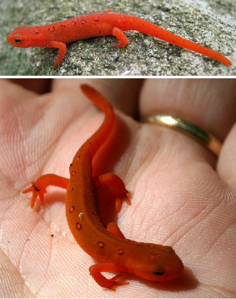Well Red: 10 Amazing Red Animals - WebEcoist
