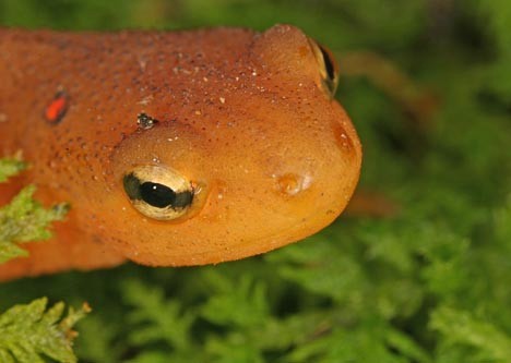 Well Red: 10 Amazing Red Animals - WebEcoist