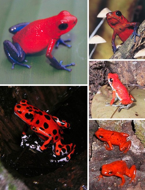 Well Red: 10 Amazing Red Animals - WebEcoist