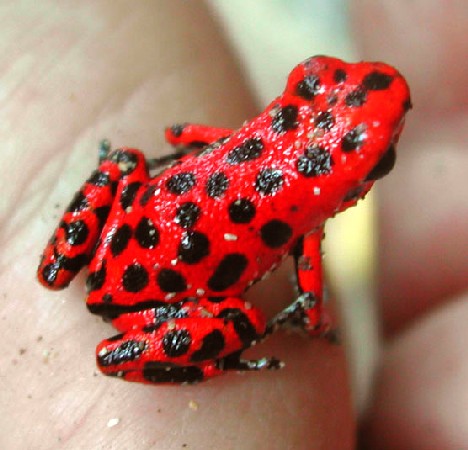 Well Red: 10 Amazing Red Animals - WebEcoist