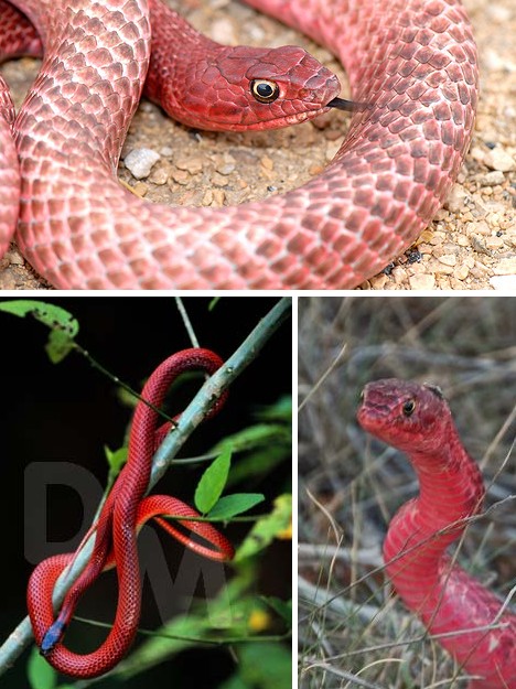 Well Red: 10 Amazing Red Animals - WebEcoist