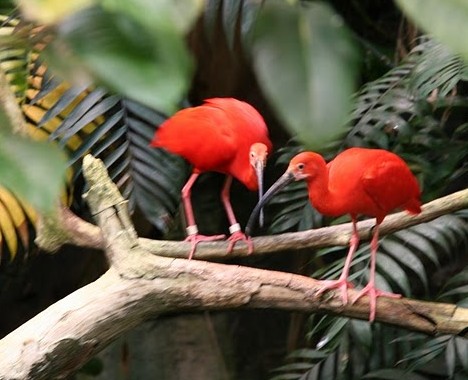 Well Red: 10 Amazing Red Animals - WebEcoist