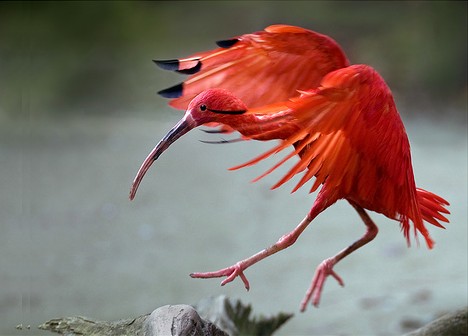 Well Red: 10 Amazing Red Animals - WebEcoist