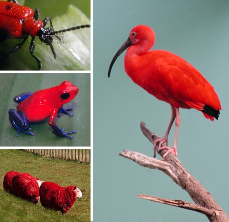 Well Red: 10 Amazing Red Animals - WebEcoist