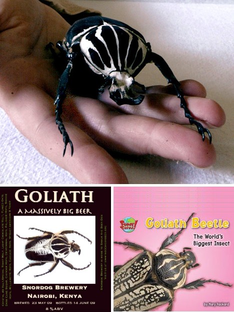 Buzz Killers: 10 Of The World's Biggest, Baddest Bugs - WebEcoist