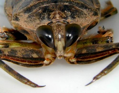Buzz Killers: 10 Of The World's Biggest, Baddest Bugs - WebEcoist