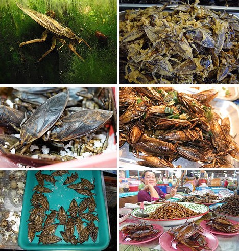 Buzz Killers: 10 Of The World's Biggest, Baddest Bugs - WebEcoist