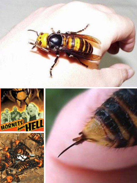 Buzz Killers: 10 Of The World's Biggest, Baddest Bugs - WebEcoist