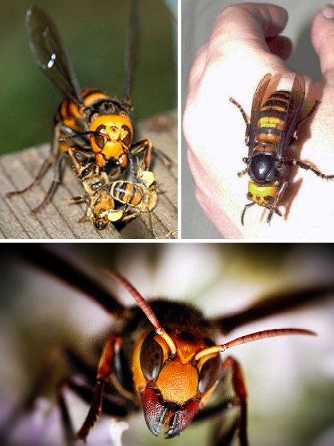 Buzz Killers: 10 Of The World's Biggest, Baddest Bugs - WebEcoist