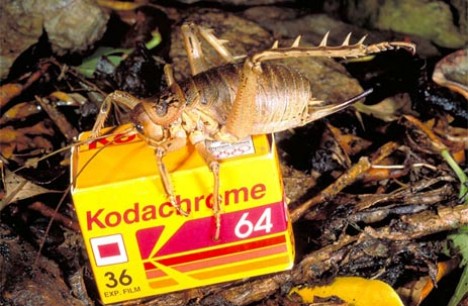 Buzz Killers: 10 Of The World's Biggest, Baddest Bugs - WebEcoist