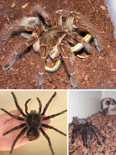 Buzz Killers: 10 Of The World's Biggest, Baddest Bugs - WebEcoist