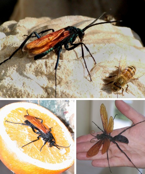 Buzz Killers: 10 Of The World's Biggest, Baddest Bugs - WebEcoist