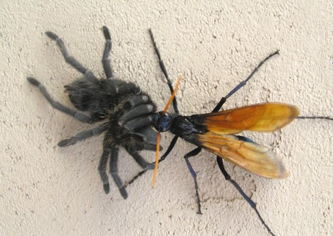 Buzz Killers: 10 Of The World's Biggest, Baddest Bugs - WebEcoist
