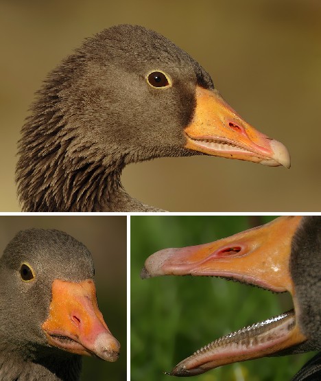 Brush Your Beak: 10 Amazing Birds With Teeth - WebEcoist