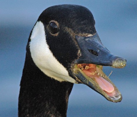 Brush Your Beak: 10 Amazing Birds With Teeth - WebEcoist